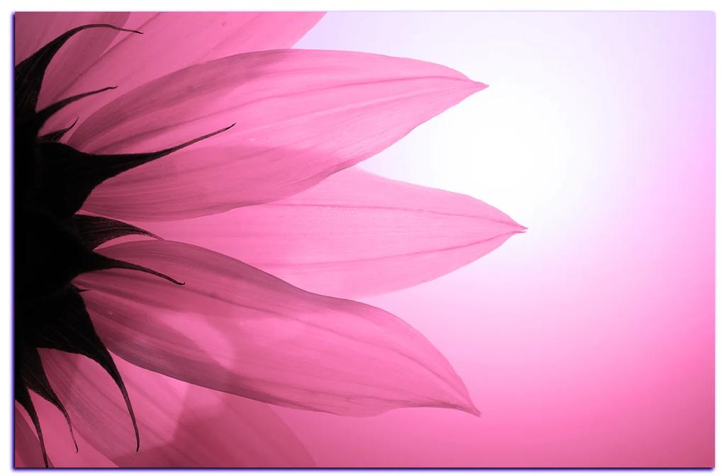 Obraz na plátně - Slunečnice květ 1201VA (120x80 cm)