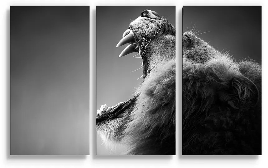 Sablio Obraz - 3-dílný Řvoucí lev - 120x80 cm