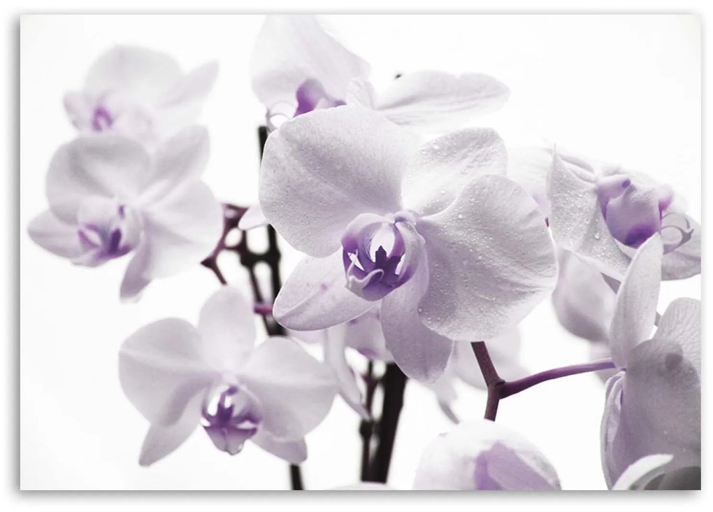Gario Obraz na plátně Bílá a fialová orchidej Rozměry: 60 x 40 cm