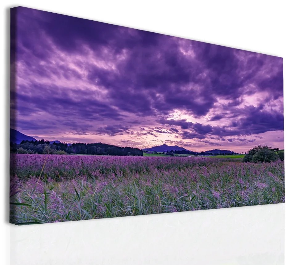 Malvis ® Obraz na plátně Levandulové království Velikost (šířka x výška): 120x80 cm