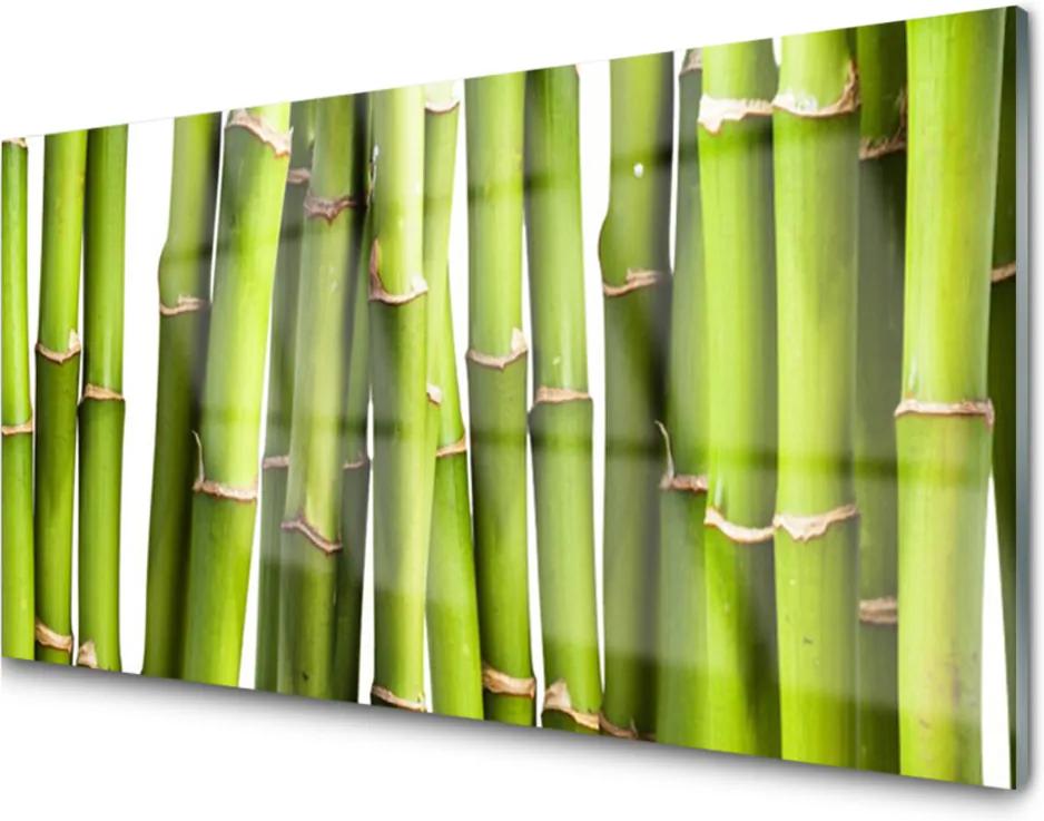 Plexisklo obraz Bambus Rostlina Příroda