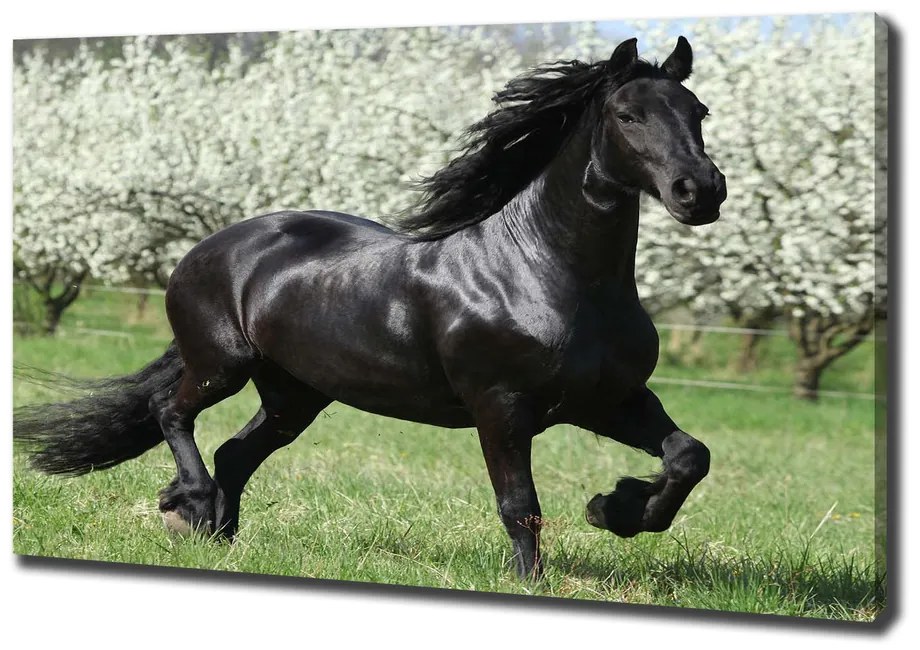 Wallmuralia Foto obraz na plátně do obýváku Černý kůň květiny 100x70 cm