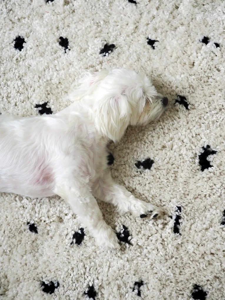 Dywany Łuszczów, Běhoun Berber Syla B752 dots cream, 80x250, bílá, kuchyně
