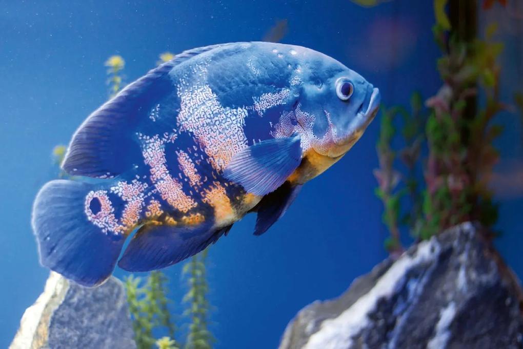 DIMEX | Samolepicí vliesová fototapeta na zeď Velká modrá ryba MA-5-0510 | 375 x 250 cm | modrá, bílá, šedá