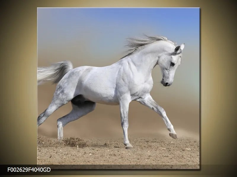 Obraz bílého koně v pohybu  (), 40 dalších rozměrů