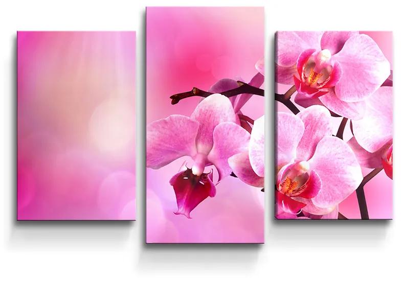 Sablio Obraz - 3-dílný Květy orchideje - 75x50 cm