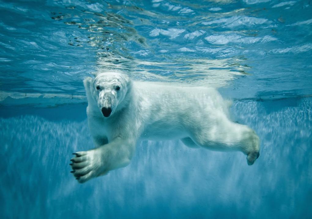 Postershop Fototapeta vliesová: Lední medvěd (1) - 104x152,5 cm