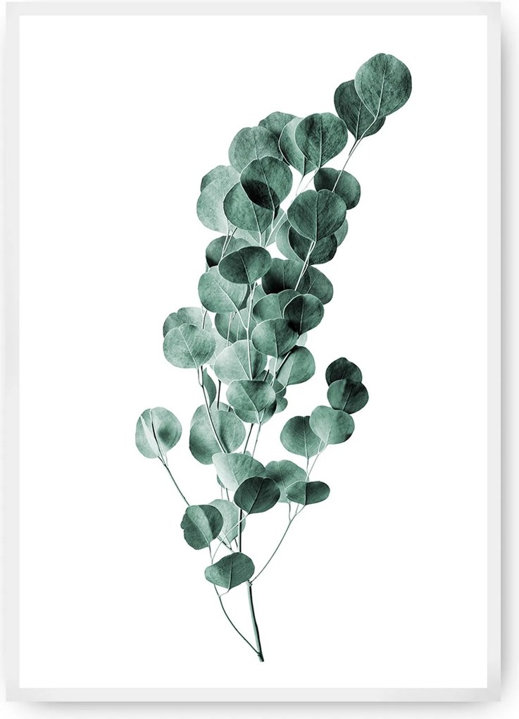 Plakát Eucalyptus Emerald Green