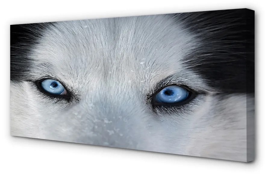 Obrazy na plátně wolf Eyes 140x70 cm