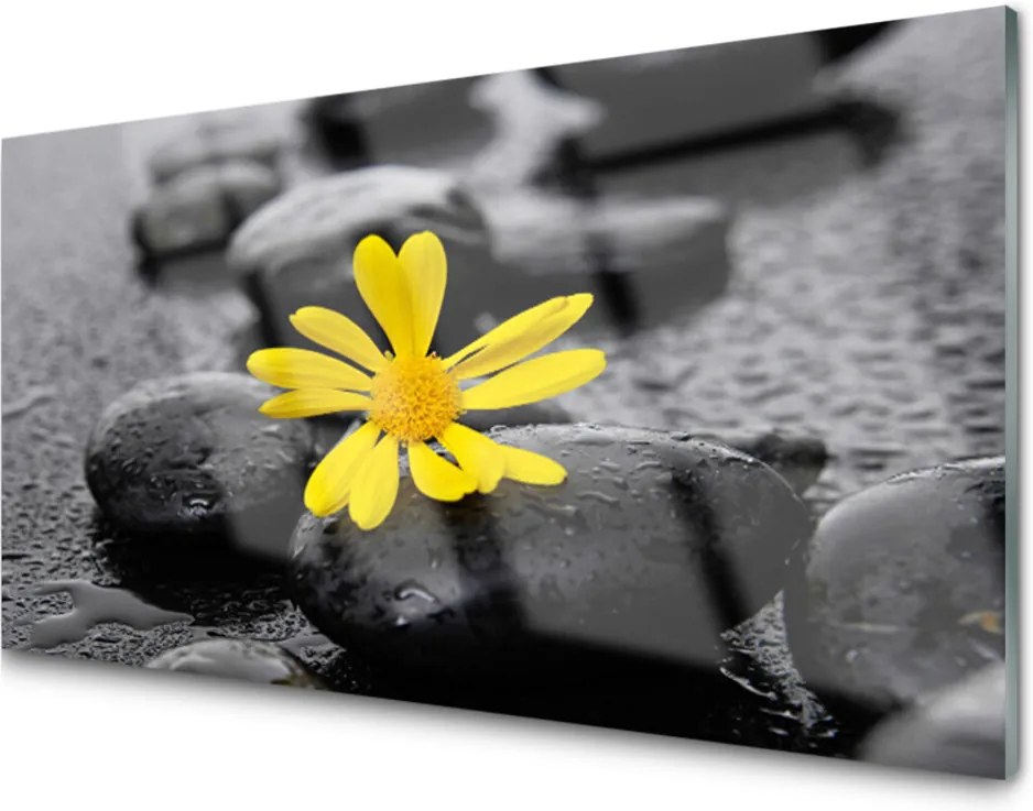 Plexisklo obraz Květ Kameny Rostlina Lázně