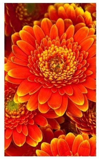 DIMEX | Vliesová fototapeta na zeď Gerbera MS-2-0131  | 150 x 250 cm | červená, žlutá