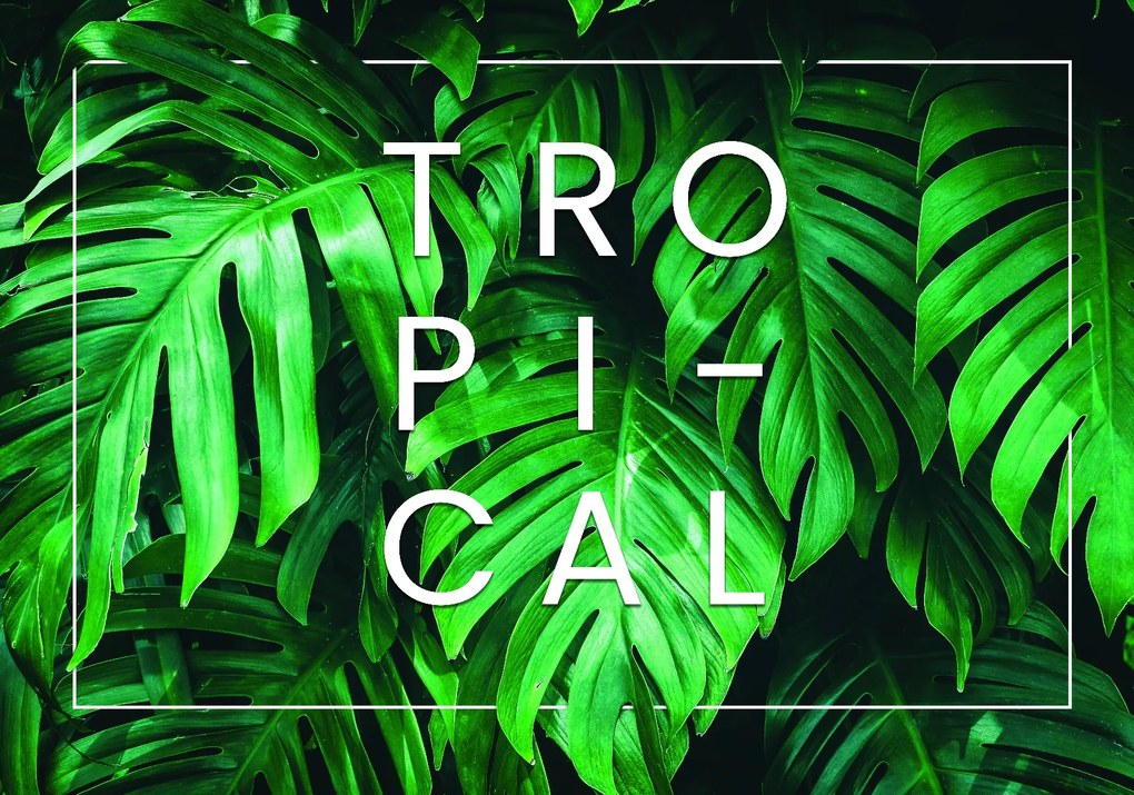 DecoKing - Nástěnný plakát - Monstera - Tropical