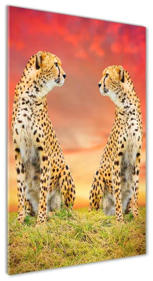 Wallmuralia Vertikální Foto obraz sklo tvrzené Dva gepardi 50x100