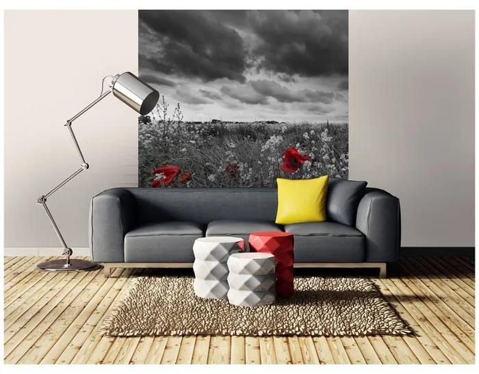 DIMEX | Vliesová fototapeta na zeď Černobílé vlčí máky MS-3-0091 | 225 x 250 cm | černobílá, červená