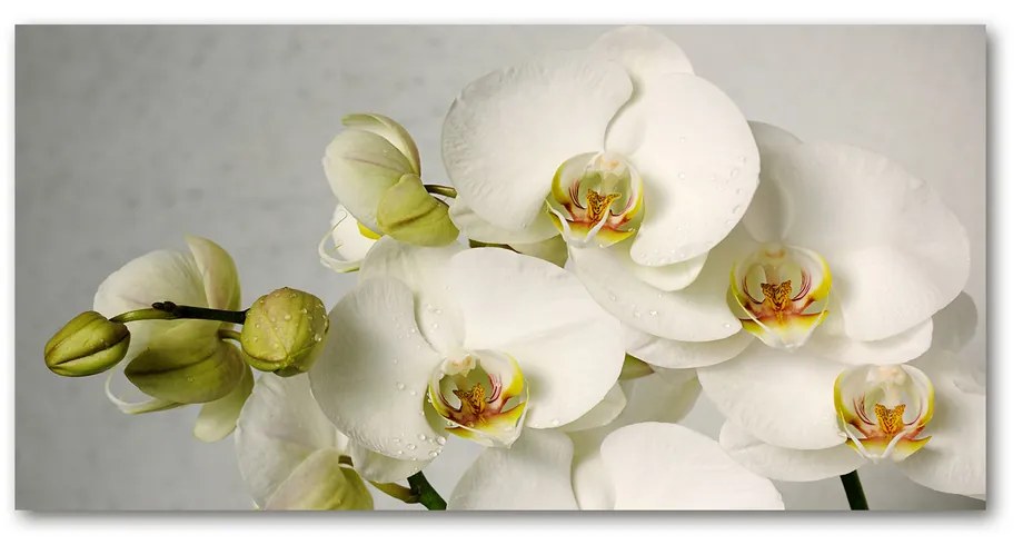 Wallmuralia Foto obraz akrylový Bílá orchidej 140x70 cm
