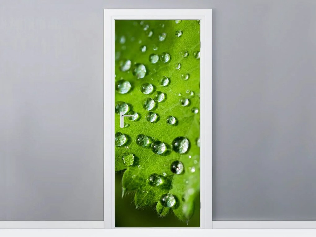 Gario Samolepící fólie na dveře Kapky rosy na listu 95x205cm Velikost: 95 x 205 cm