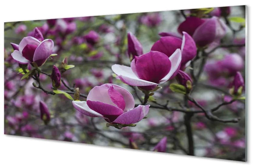 Obraz na skle fialové magnolie 125x50 cm