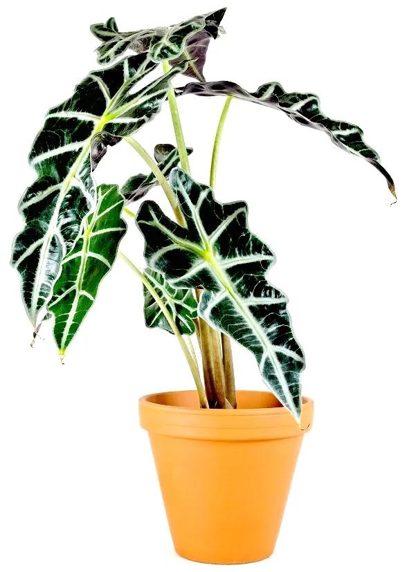 Gardners - zahradní architektura s.r.o. - Martina Malinová Pokojová rostlina  Alocasia amazonica Polly, průměr 12 cm