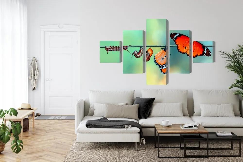 Vícedílný obraz Barevné Housenky A Motýli V Makro Měřítku Nedostatek Nedostatek Plátno Canvas 250x150