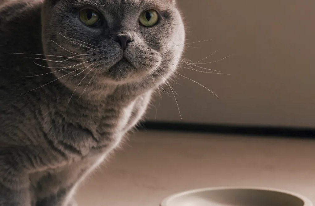 PINO PETS Miska pro kočky PINO | jednobarevné provedení Solid | Whisker Friendly | různé barvy Barva: Salmon Terra (celobarevná)