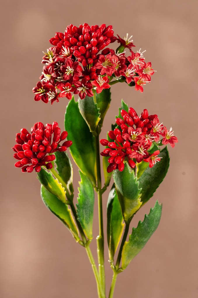 Paramit KALANCHOE Aranžovací květina červená 47 cm
