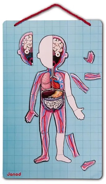 Janod - Magnetická skládačka BODYMAGNET lidské tělo