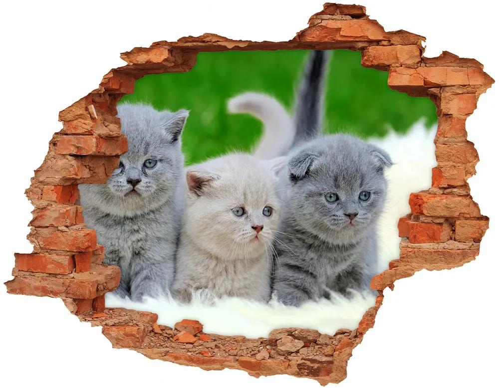 Wallmuralia Díra 3D fototapeta nálepka Tři kočky na dece 90x70 cm