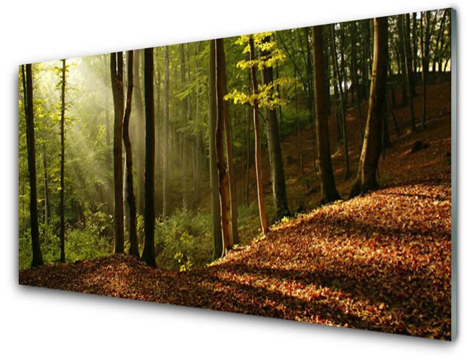 akrylový obraz Les Stromy Příroda 140x70 cm