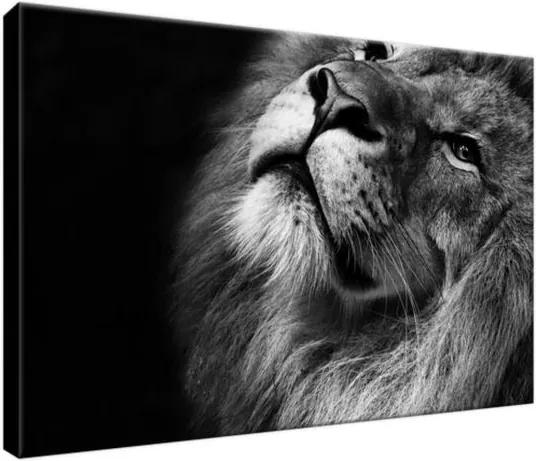 Tištěný obraz Stříbrný lev 30x20cm 2767A_1T