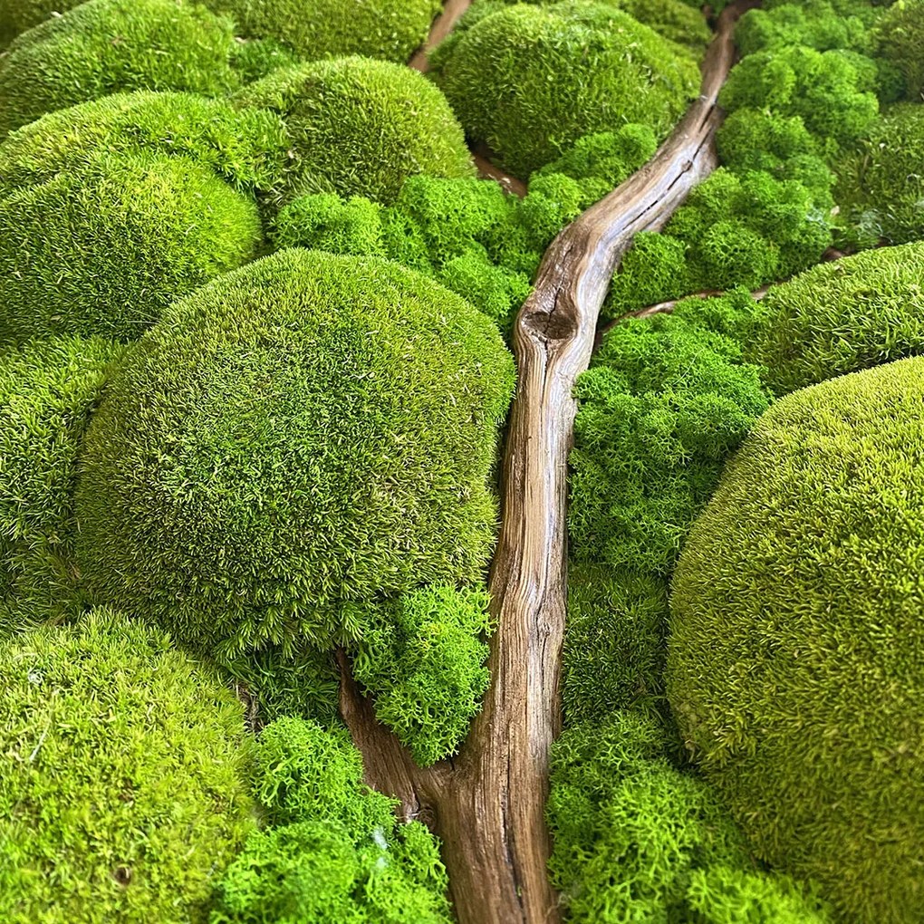 WOODILO Mechový obraz v rámu z masivu 211 | kombinace kopečkového a plochého mechu s dřevinou Rozměr obrazu: 140x70 cm, Barva rámu: Ořech tmavý (mořená borovice), Síla rámu (pohledová): 4,5 cm