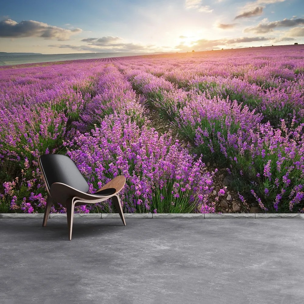 Fototapeta Lavender louka 104x70