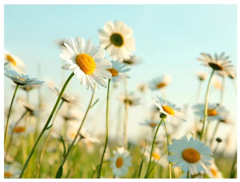 Fototapeta - Daisies - spring meadow