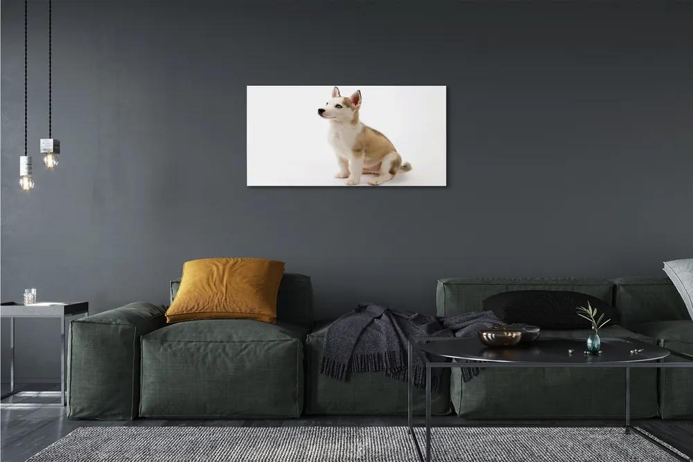 Obrazy na plátně Sedící malého psa 120x60 cm