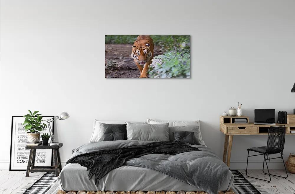 Obrazy na plátně Tiger Woods 140x70 cm