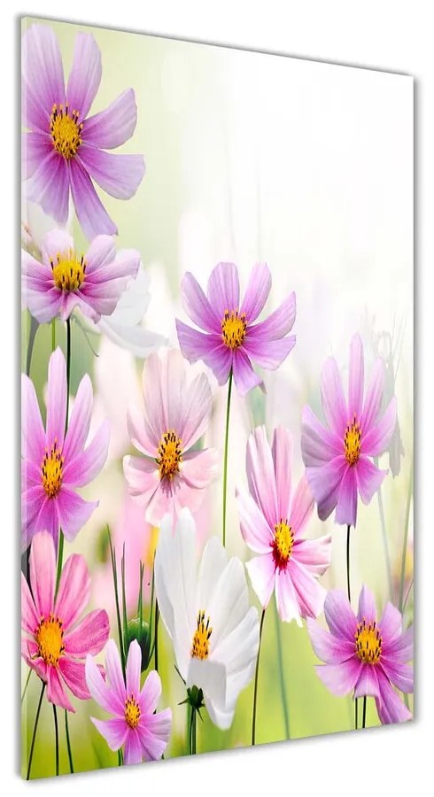 Wallmuralia Moderní akrylový fotoobraz Polní květiny 60x120 cm