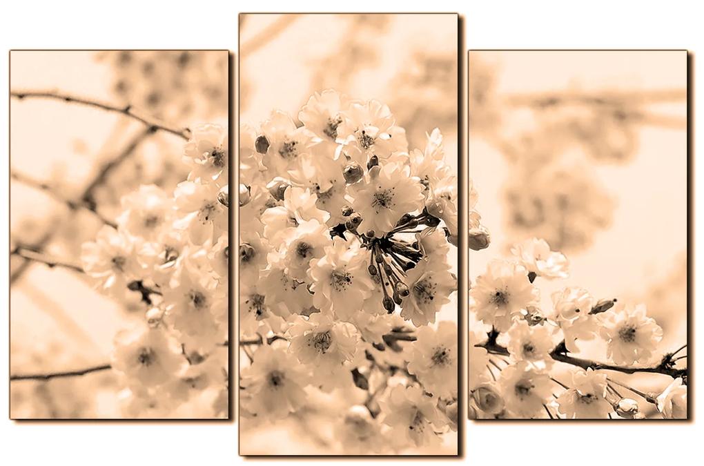 Obraz na plátně - Třešňový květ 1279FC (105x70 cm)
