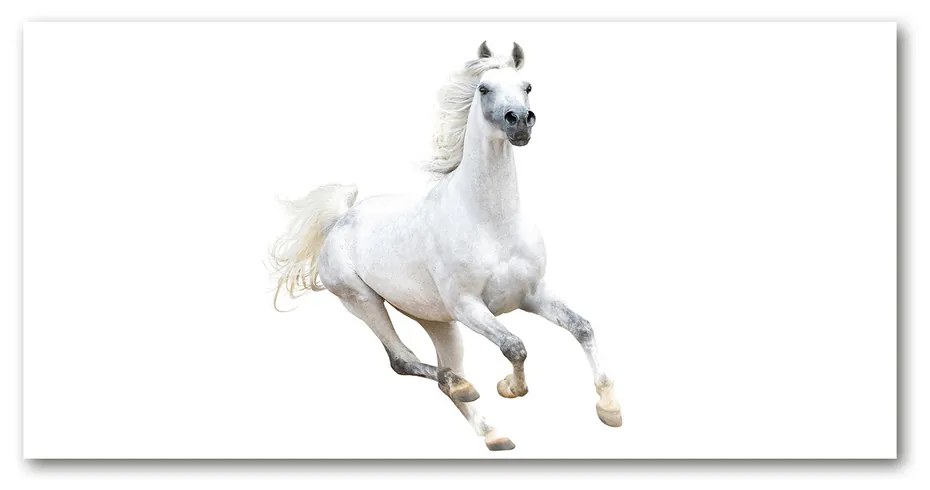 Wallmuralia Foto obraz akrylové sklo Bílý arabský kůň 120x60 cm