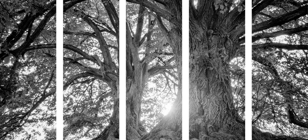 5-dílný obraz černobílé majestátní stromy - 200x100 cm