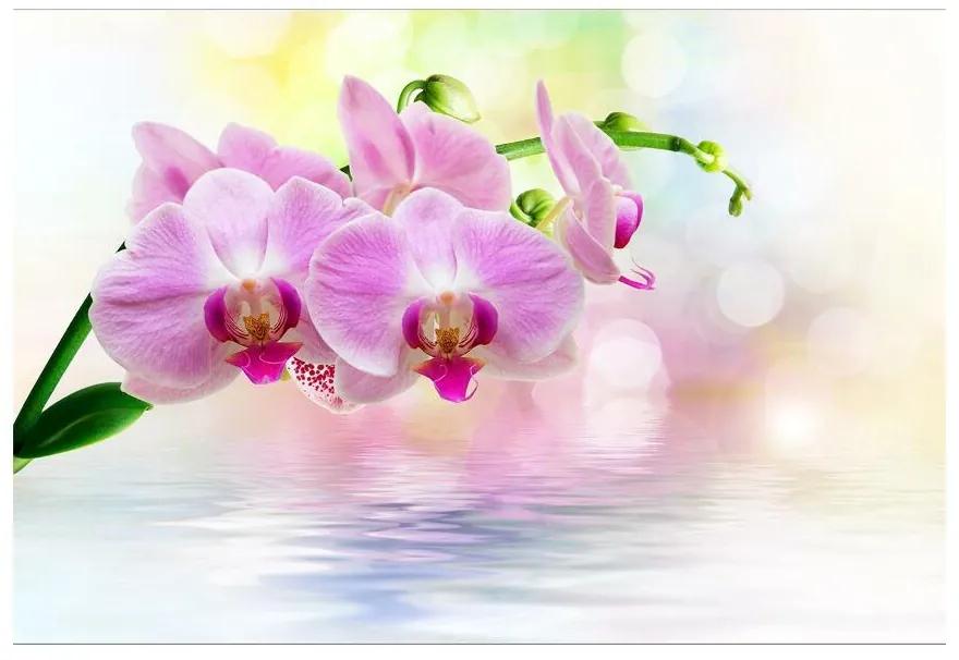 Fototapeta Orchidej růže 104x70