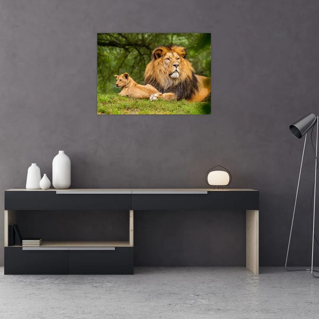 Obraz lvů (70x50 cm)