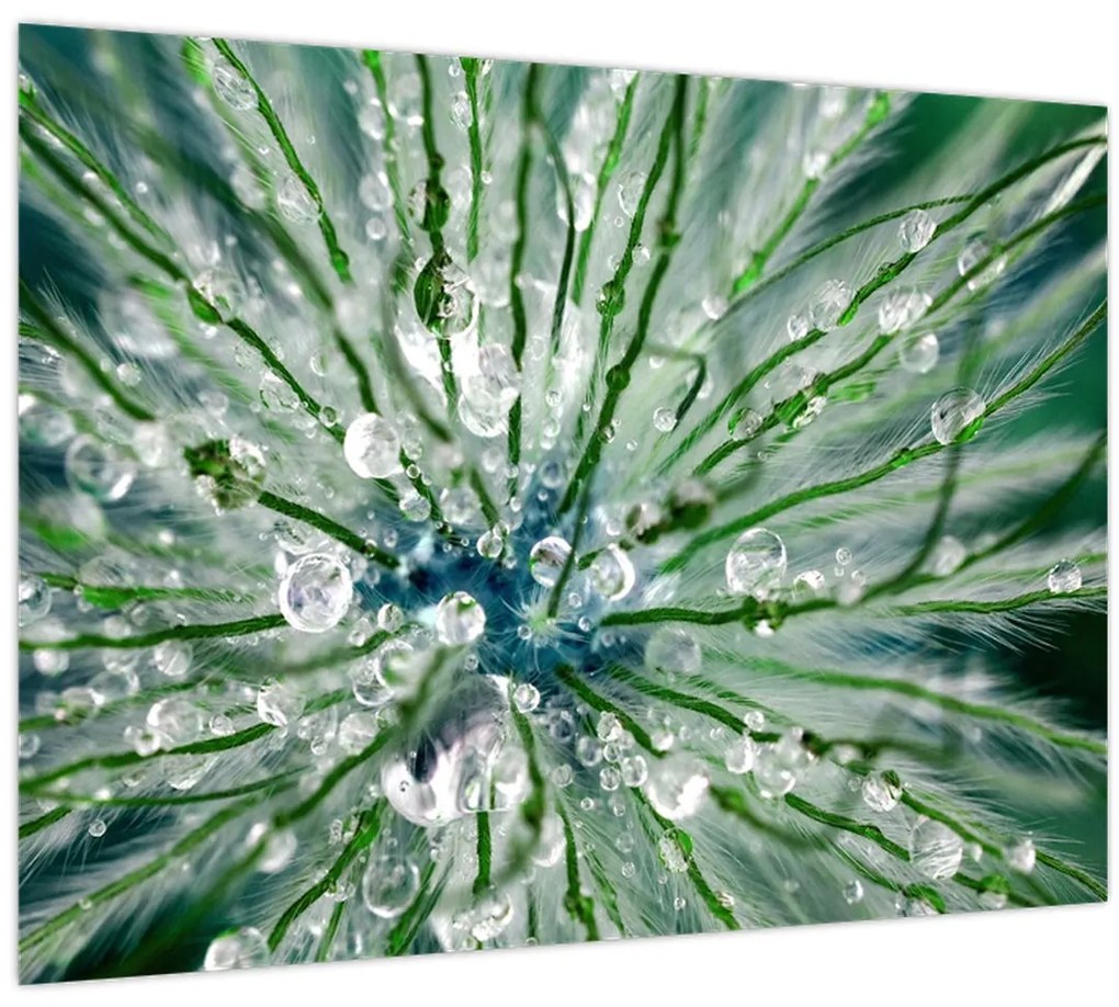 Obraz - Makro snímek květu (70x50 cm)