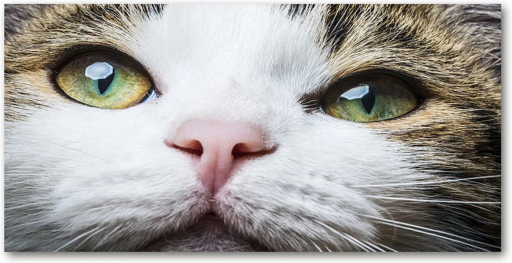 Foto obraz akrylový Zelené kočičí oči