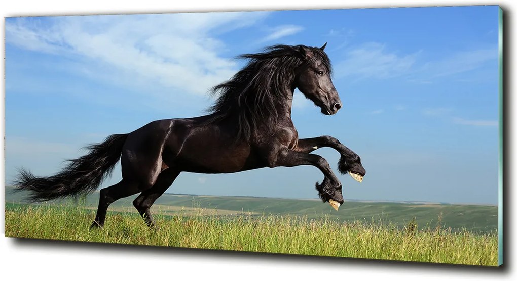 Moderní skleněný obraz z fotografie Černý kůň na louce