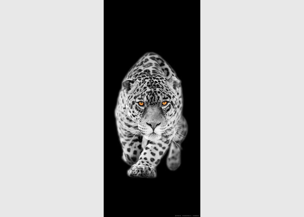 Vliesová fototapeta na zed' Levhart | 202 x 90 cm | DFTNV2897
