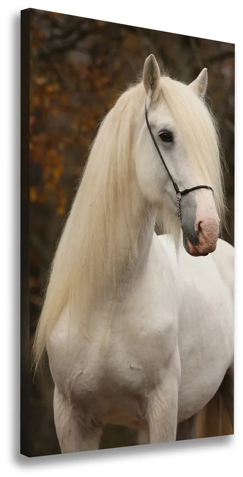 Wallmuralia Foto obraz na plátně do obýváku Bílý kůň 60x120 cm