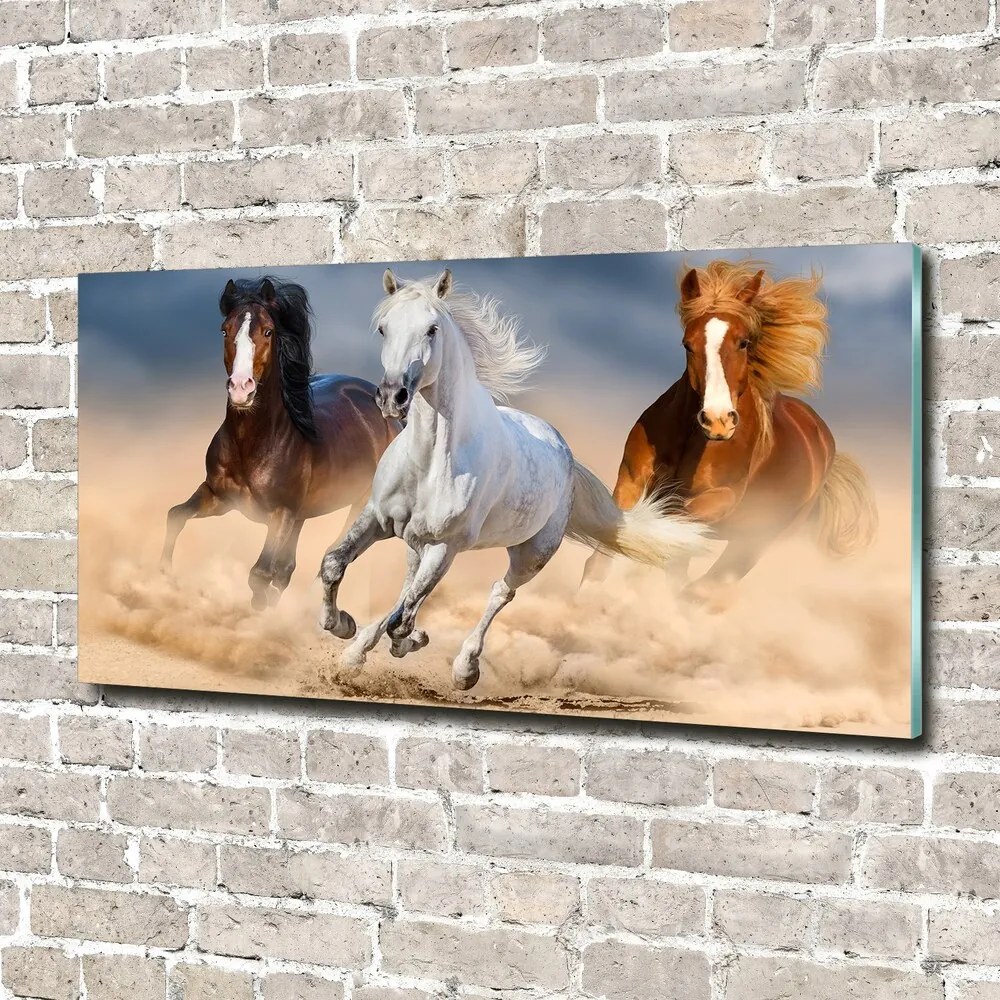 Wallmuralia Foto obraz fotografie na skle Koně na poušti 140x70 cm