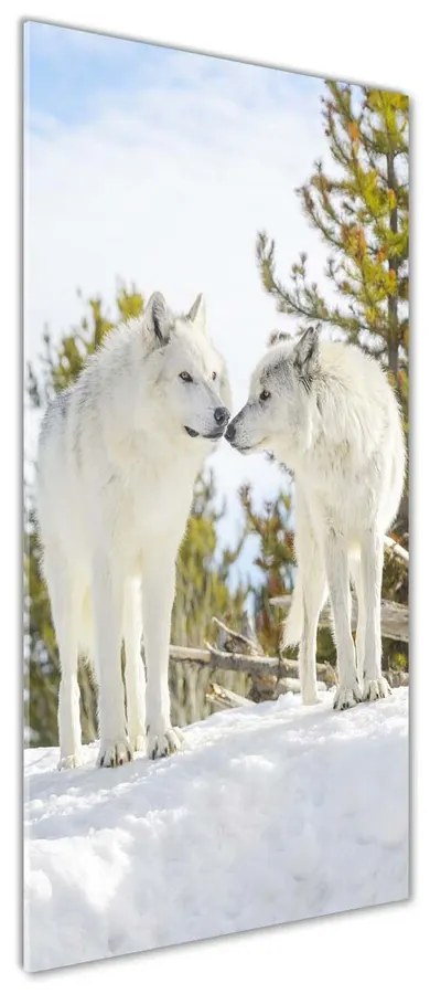 Wallmuralia Foto obraz akrylové sklo Dva bílí vlci 50x125 cm