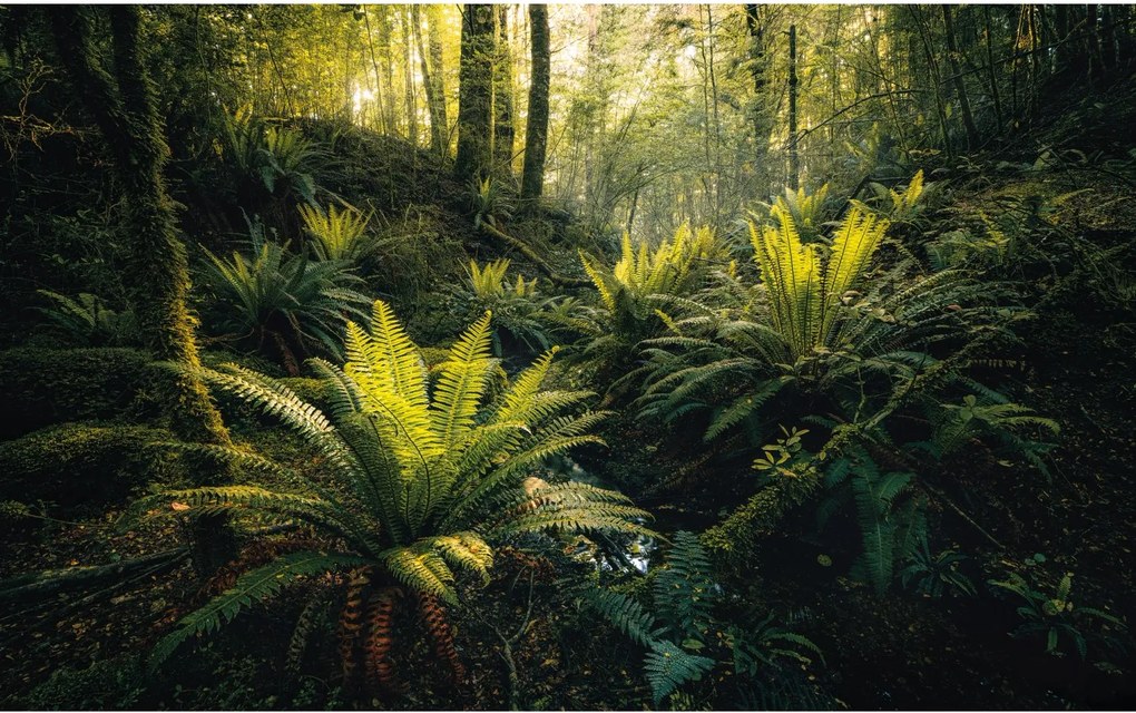 Komar Vliesová fototapeta Fjordland Woods, 450 x 280 cm