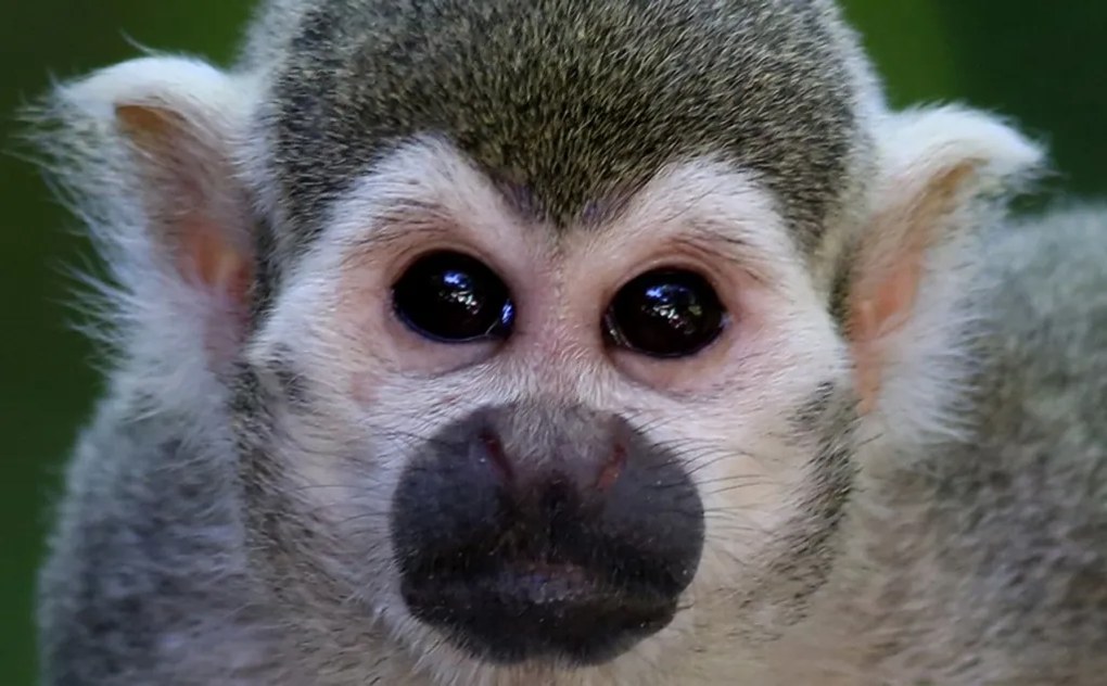 Obraz opička Velikost (šířka x výška): 60x40 cm