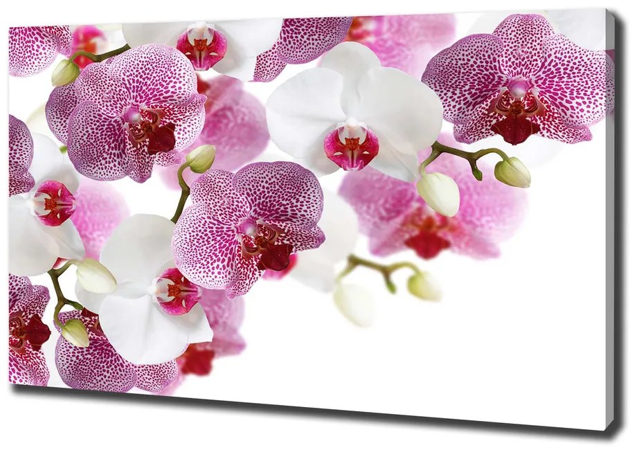 Wallmuralia Foto obraz na plátně do obýváku Orchidej 100x70 cm